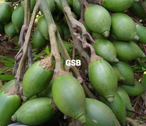 Buah Pinang Muda Segar 1 Kg Lazada Indonesia
