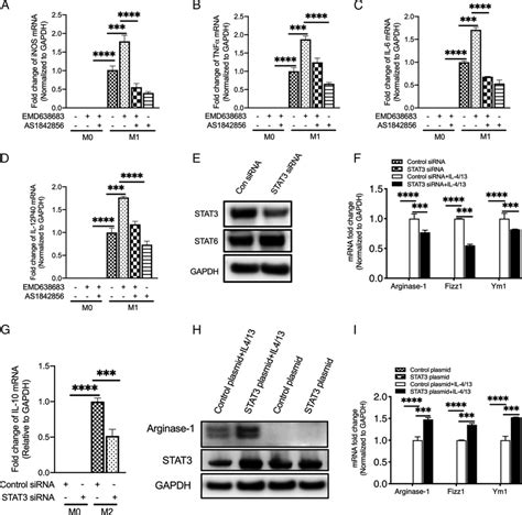 Foxo1 And Stat3 Regulate The Expression Of Lineage Specific Macrophage