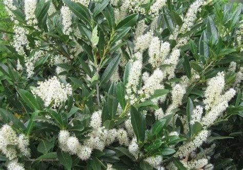25 Schip Laurel Shrub Hedge Prunus Laurocerasus Etsy