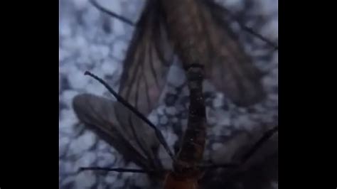 Insects Life Xxx Mobile Porno Videos And Movies Iporntvnet