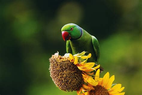 Rose Ringed Parakeet Pictures Personality Food And Care Guide Hepper