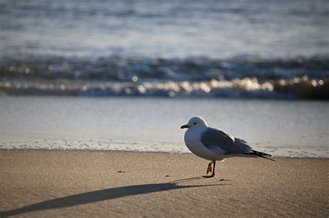 황금 시간 동안 파도를 배경으로 모래 해변을 걷는 흰색과 회색 갈매기 한 마리 0명에 대한 스톡 사진 및 기타 이미지 0명 갈매기 걷기 Istock