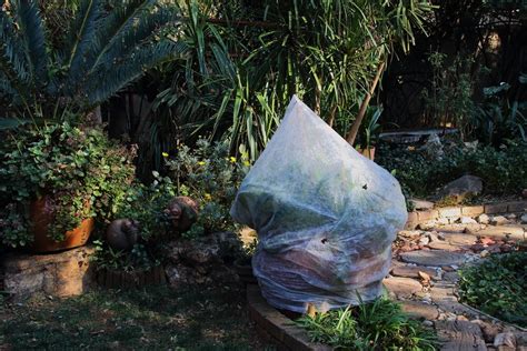 Nos conseils pour protéger les plantes du froid Wedo lu
