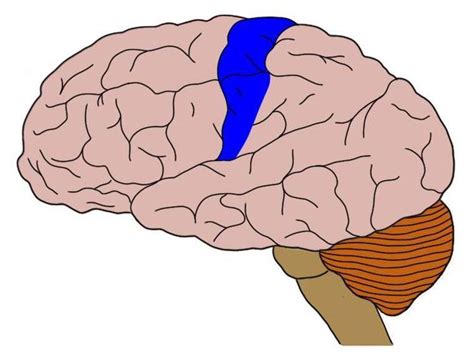 Primary Somatosensory Cortex Postcentral Gyrus Neuroscience Wiki