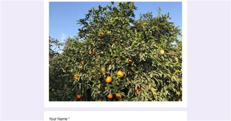 Babar Rashid Khan On Linkedin Adopt Own A Kinnow Tree Form Link