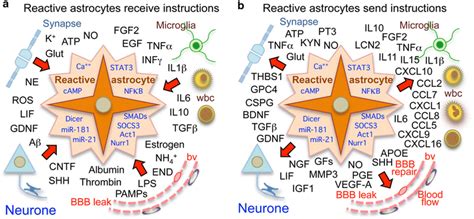 Reactive Astrocytes Interact With Multiple Cell Types A Reactive Download Scientific Diagram