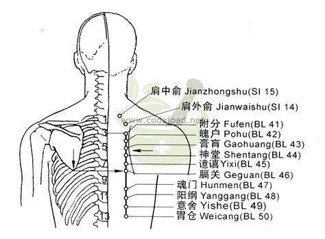 譩譆 经络穴位 中医之路