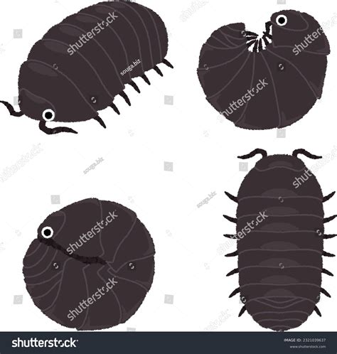 Pill Bugs Over 797 Royalty Free Licensable Stock Illustrations