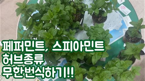 페퍼민트 키우기 스피아민트 키우기물꽂이가지치기 Youtube