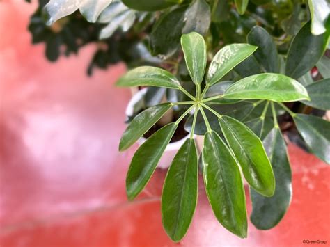 Horti By Greensnap