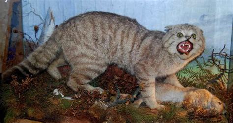Crappy Taxidermy Victorian Taxidermist 1 What Does A Cat Look Like