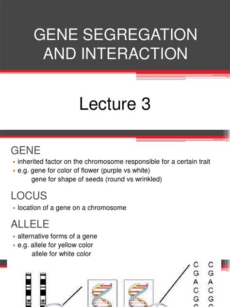 Genetics Lecture 3 Gene Segregation And Interaction Download Free Pdf Dominance Genetics