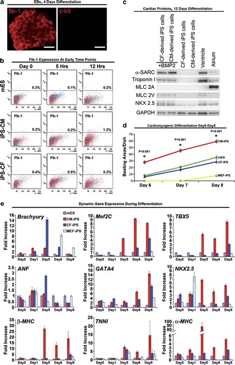 Cardiac Lineage Differentiation Of CM And CF Derived IPS Cells In