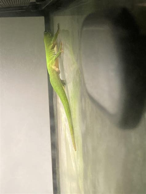 Pea Sized Lump On Side Of Tail Rdaygecko