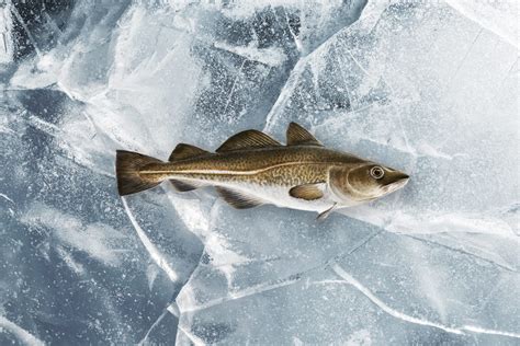 Atlantic Cod Icemar