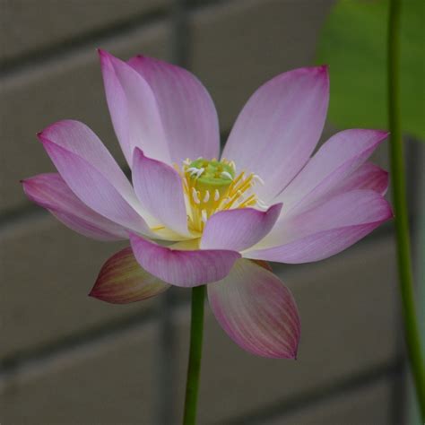 免運 金蘋果 小詩蓮 稚雀喙 處子落 傾絕 荷花藕條 蓮花 小型荷花 微型荷花 微型碗蓮 迷你荷花荷花苗蓮藕苗微蓮 蝦皮購物