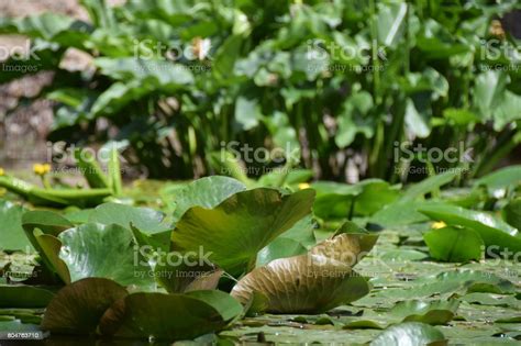 Nuphar 칼라스의 무리 앞 호수에 작은 수련 0명에 대한 스톡 사진 및 기타 이미지 0명 고여 있는 물 꽃 식물