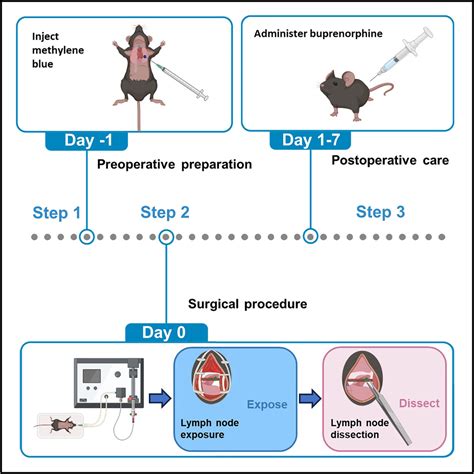 Cell Press Star Protocols