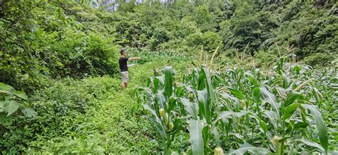 三穗县款场乡大豆套玉米 种出好丰 景 种植 粮食作物 复合