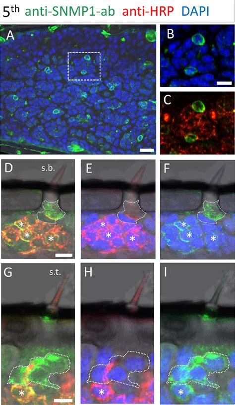 Figure 2 From The Specific Expression Patterns Of Sensory Neuron