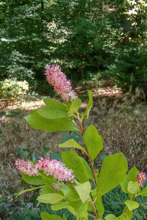 Clethra ‘ruby Spice Rachels Native Plants