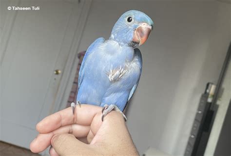 Determining The Sex Of A Young Indian Ringneck Indianringneckcom