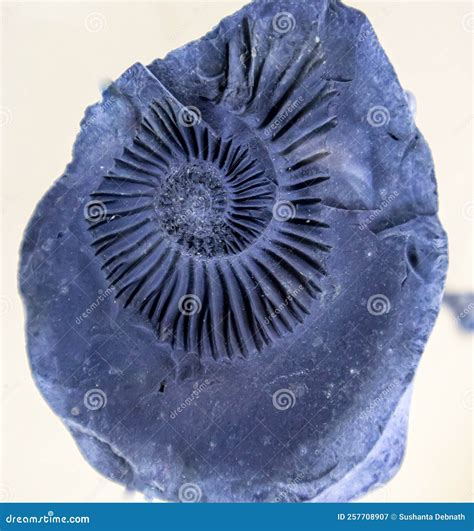 Seashell Fossil At At Mallapuram India Seashell Museum Chennai Stock