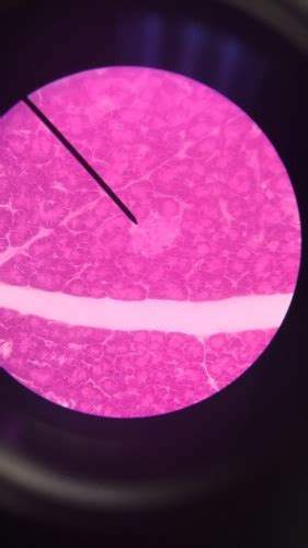 Digestive Histology Flashcards Quizlet