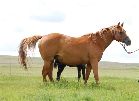 Lazy JS Ranch Gay Bar Blanton