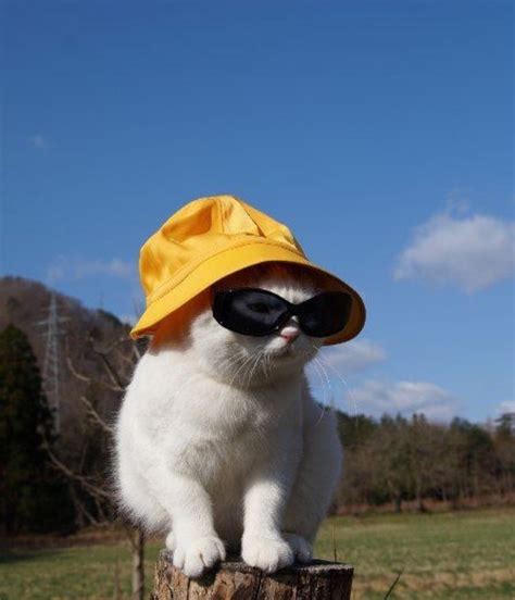 Cats With Hats And Glasses