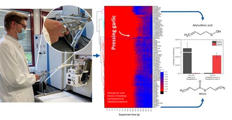 Powerful New Analytical Technique Makes The Smell Of Garlic And Other Plants Visible Genawif