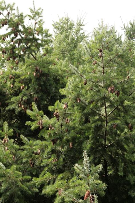 Douglas Fir Tree Pictures Facts On Douglas Fir Trees