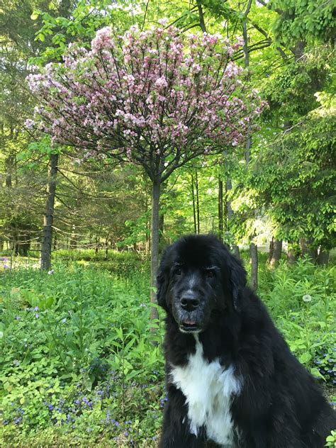 How To Choose A Memorial Tree The Impatient Gardener