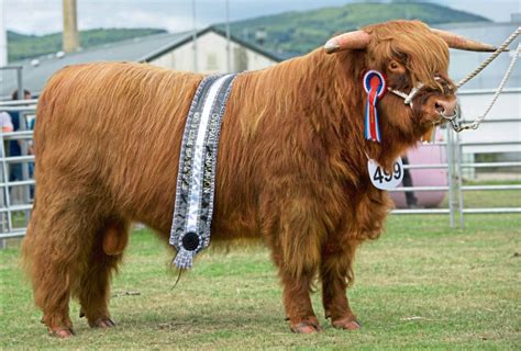 Why Highland Cattle Are Top For North East Farmer Craig