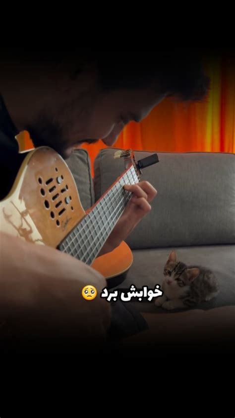 ‎کتزی‌ لند پت‌شاپ آنلاین تخصصی گربه‌‎ ‎چجوری انقد عسله اون بچه ؟ 🥺😍