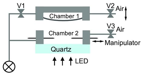 2 Schematic Of The Replication Machine Download Scientific Diagram