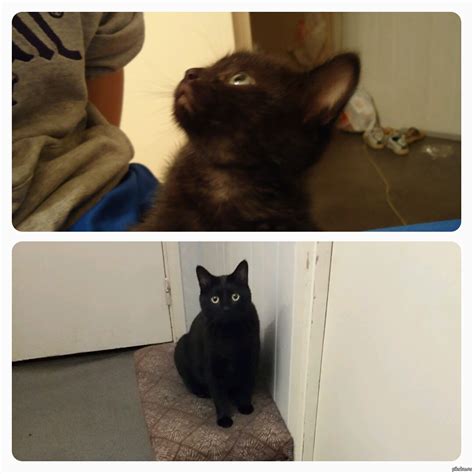 Мой милый котик Пикабу