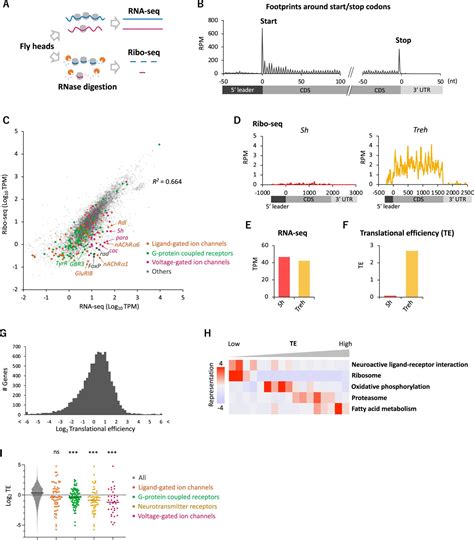 Translational Regulation Enhances Distinction Of Cell Types In The Nervous System ELife