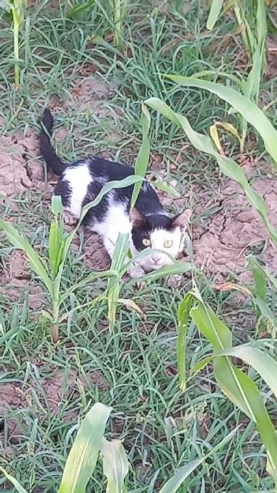 قطه شرسة😱 Youtube