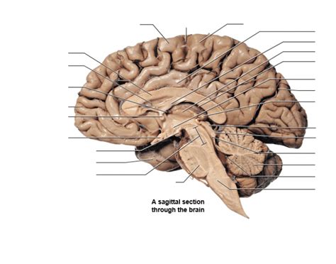 Sagital Cut Of Brain Diagram Quizlet
