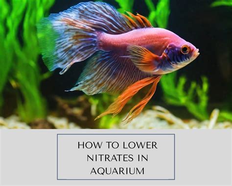 How To Lower Nitrates In Aquarium 6 Effective Methods Splash Explore