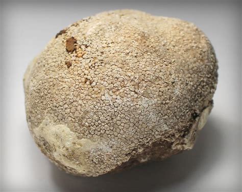 Large Crinoid Bulb Fossil High Definition Devonian Etsy