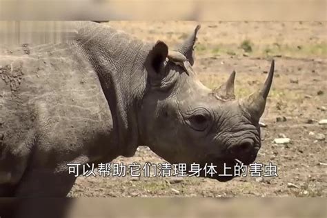 小犀牛跟随妈妈学习生存，那认真的模样太可爱！就是跟屁虫模样跟屁虫犀牛