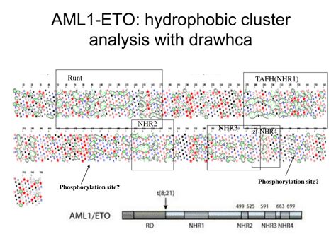 Ppt Aml1runx1 And Oncogenic Transformation Powerpoint Presentation