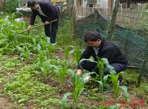 平昌县新庙小学花椒树苗栽植忙脱贫路上有人帮 四川报道网
