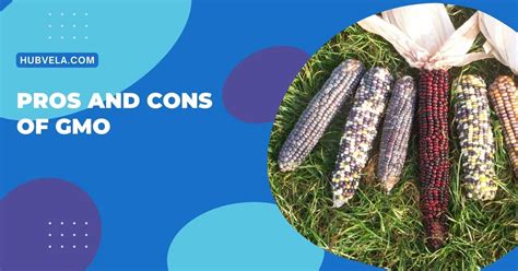 10 Pros And Cons Of Gmo Hubvela