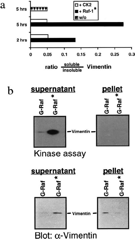 Raf 1 Induces Vimentin Phosphorylation And Inhibits Polymerization A