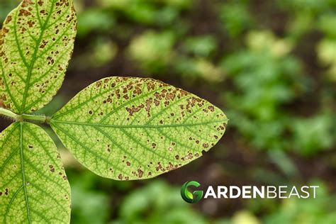 How Do I Get Rid Of Leaf Spot Disease Heres Everything You Need To Know