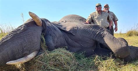 Elephant Hunting In Namibia
