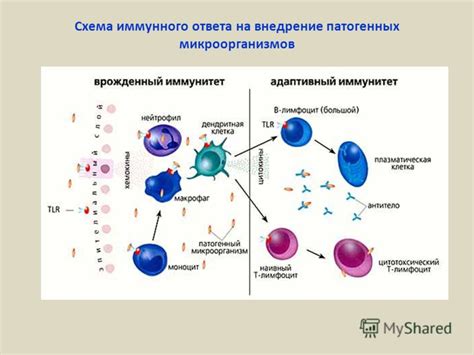 Презентация на тему 322 Воздействие ИИ на органы иммунной системы и